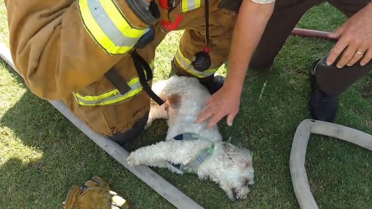 Bomberos salvan a perro de incendio, mira lo que hacen cuando ven que ...